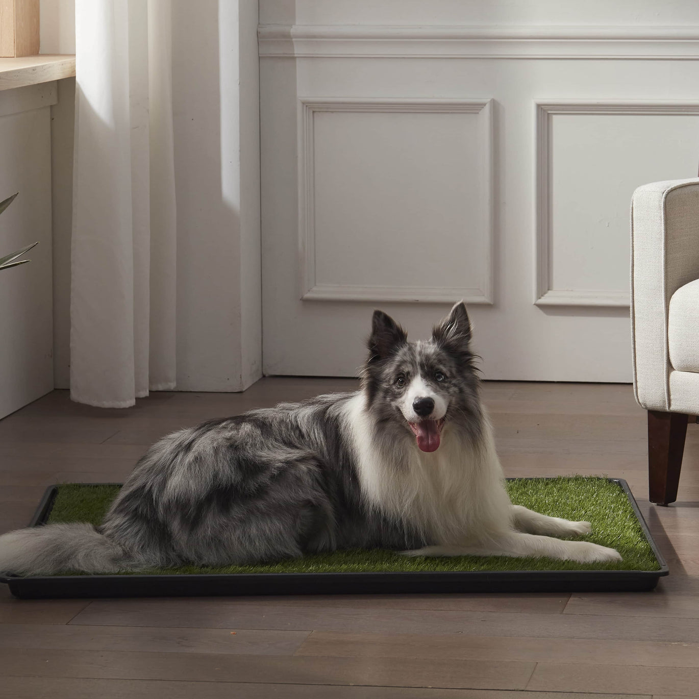 Premium Dog Turf - Ultimate Comfort and Durability for Your Furry ...